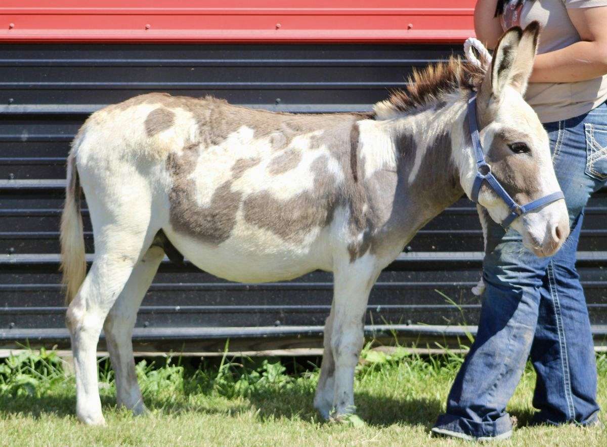 Super Cute, Friendly Spotted Mini Jack
