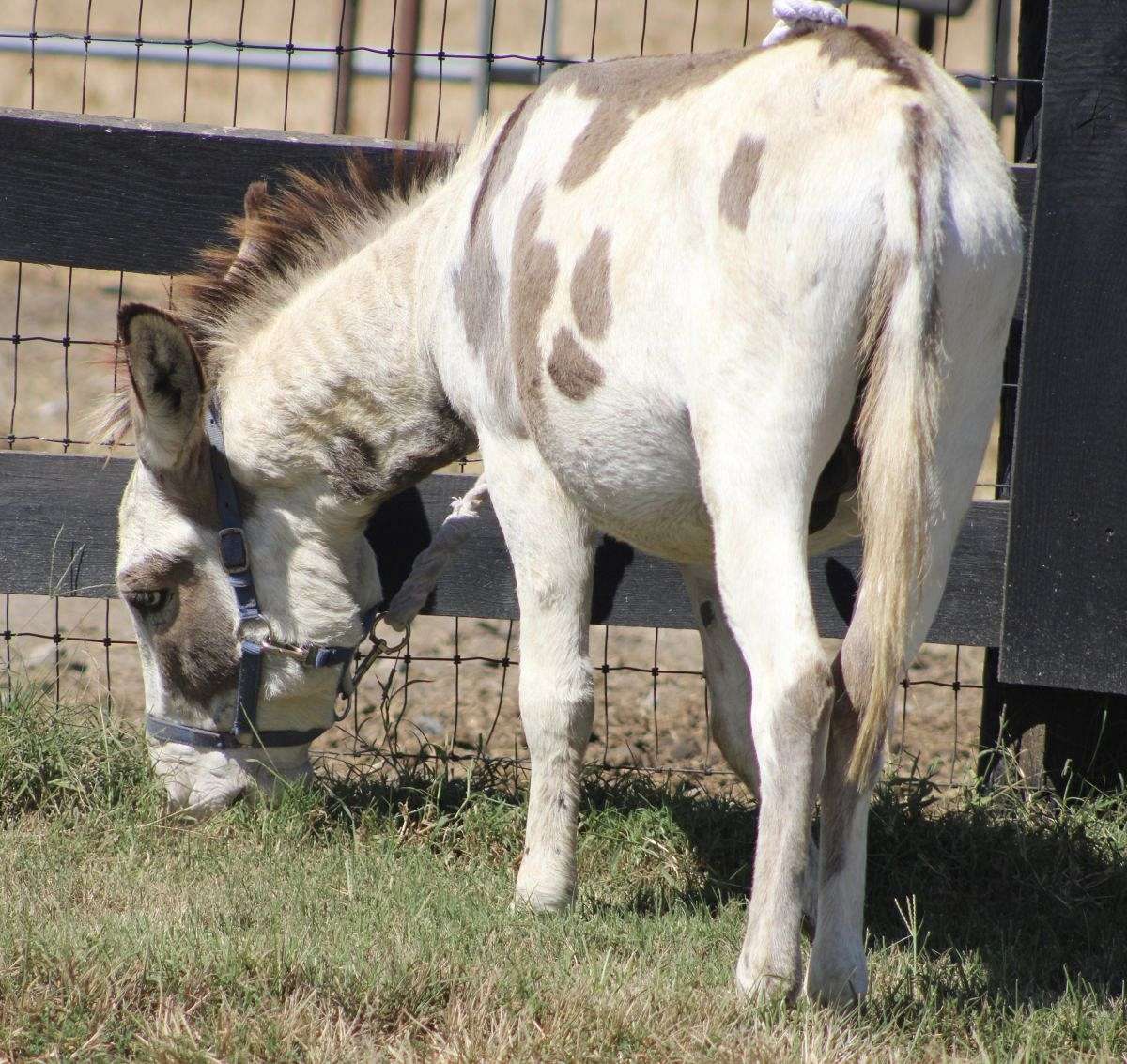 Super Cute, Friendly Spotted Mini Jack