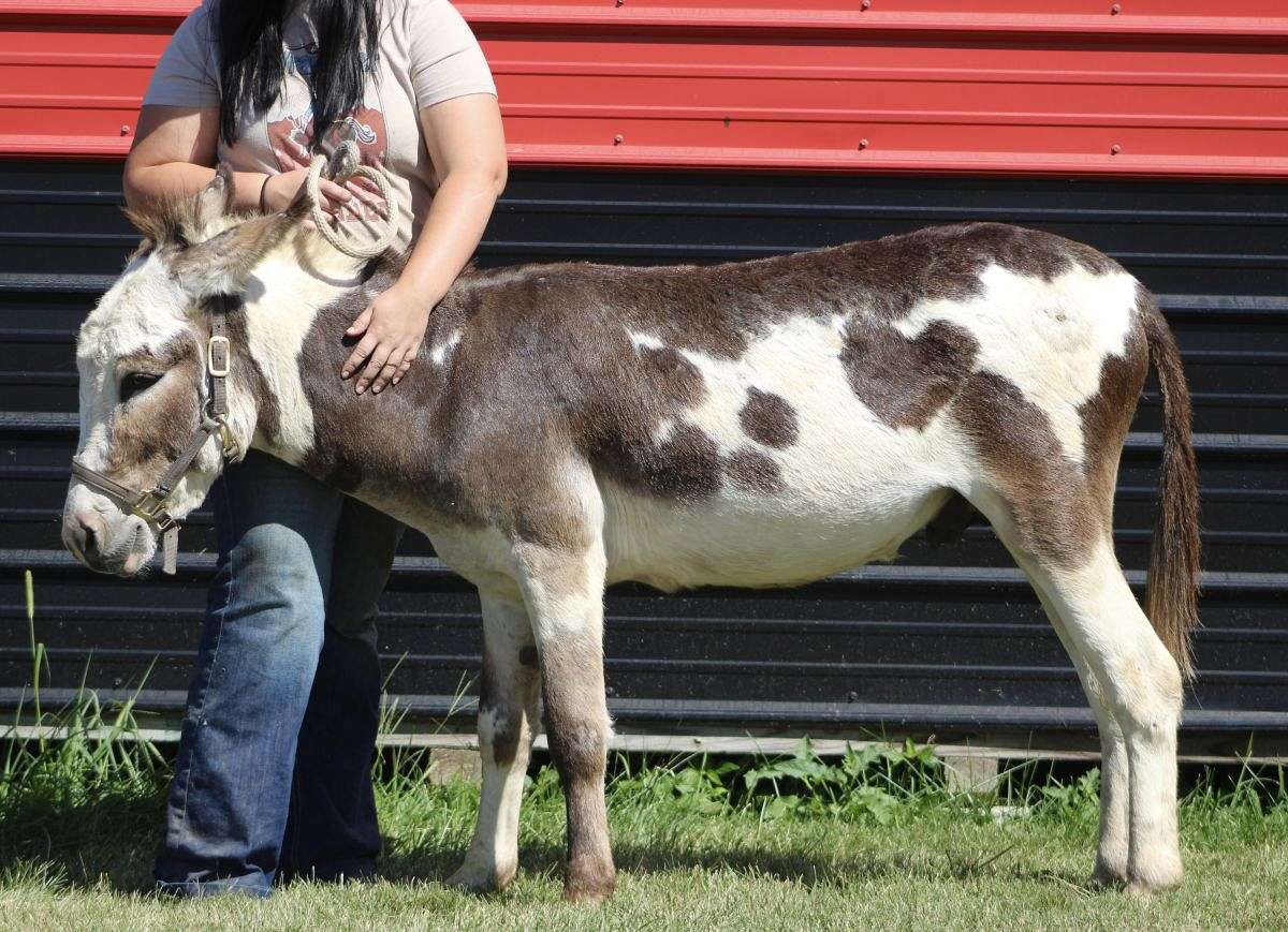 Gentle, Sweet Mini Jack