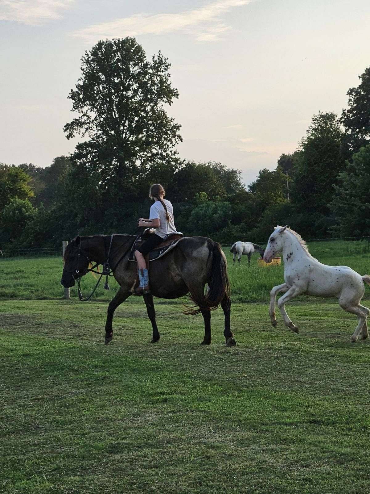 Chestnut Leopard Foundation Colt