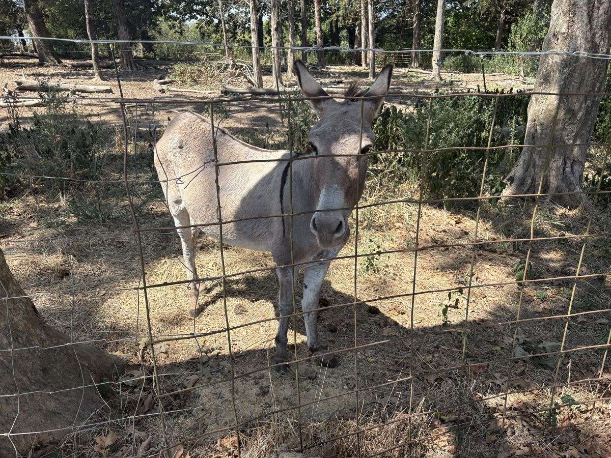 Maria: a Jenny Donkey, Maynard, Arkansas