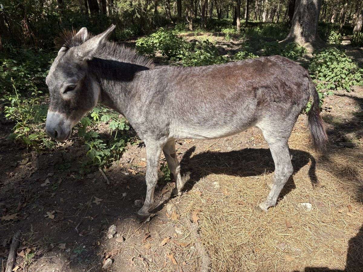 Pedro: Extra Gentle Jack Donkey, Maynard, Arkansas