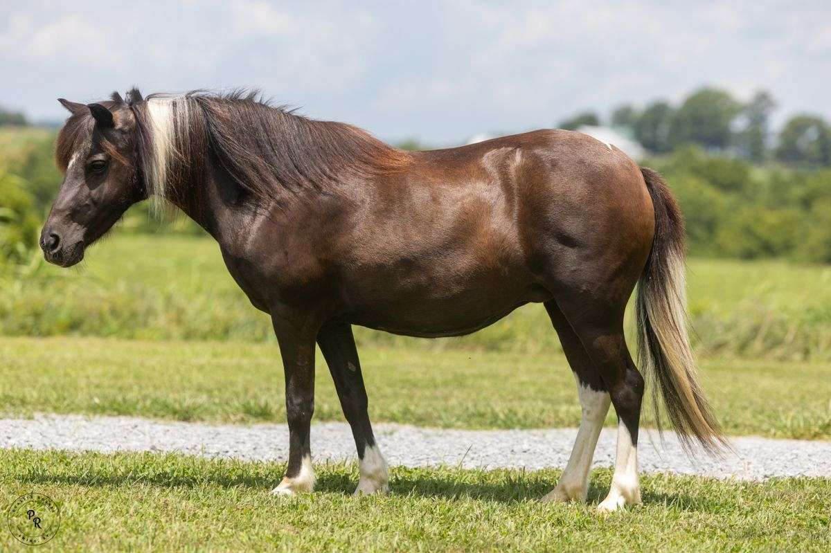 Toodles- Black & White Mare Pony- Broke to Ride & Drive