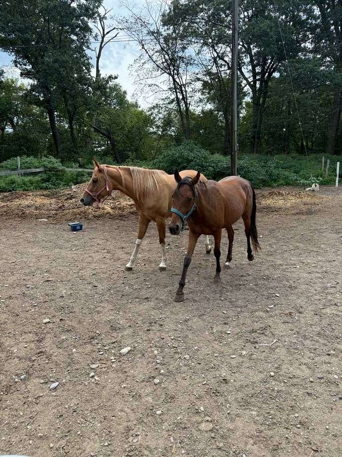2 and a Half Year Old Mare
