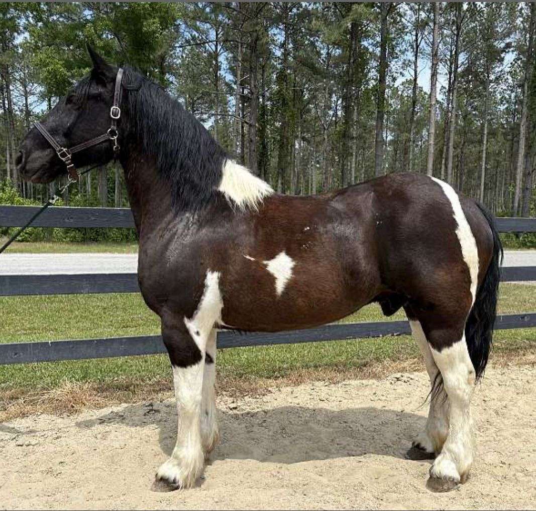 Spotted Draft Gelding