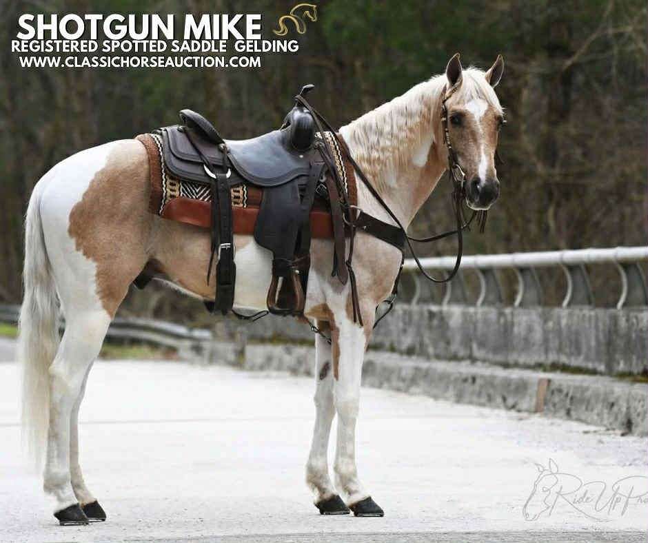 Registered Palomino Spotted Saddle Gelding Super Special