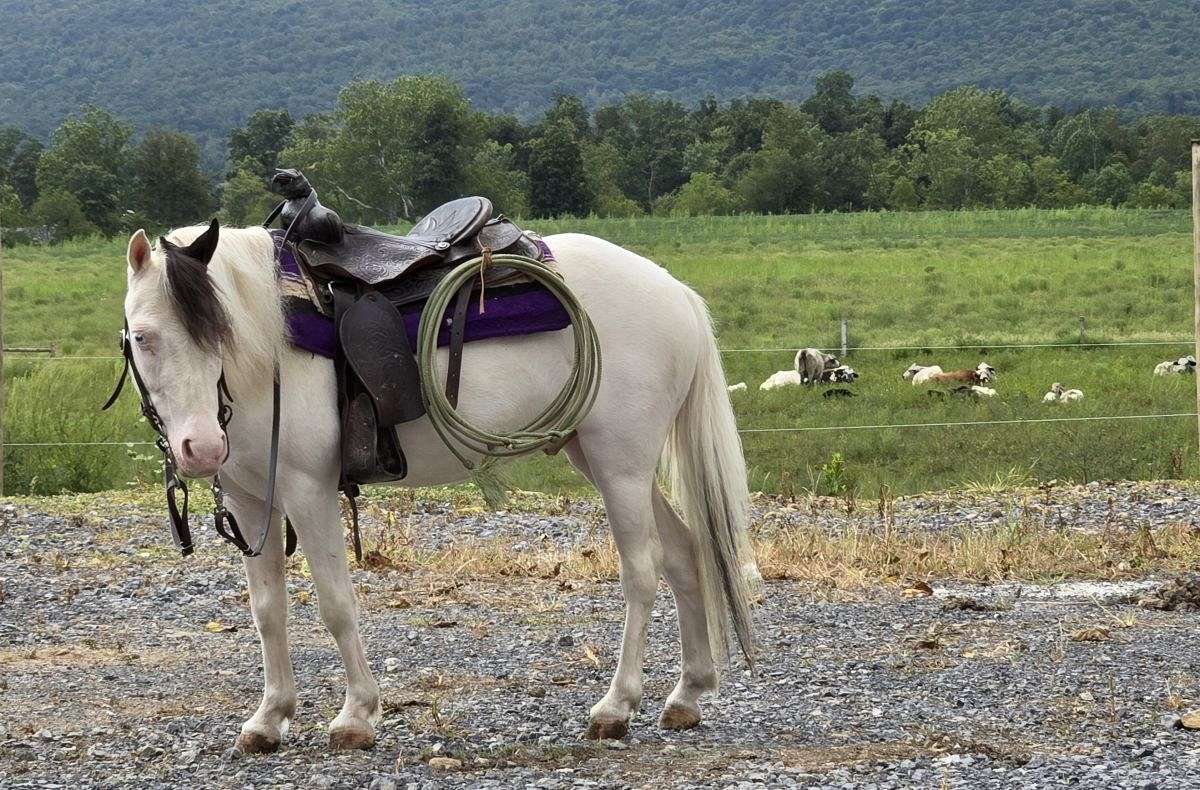 Adorable Trustworthy Reliable 5 Yr Old Black and White Paint Pony Gelding!