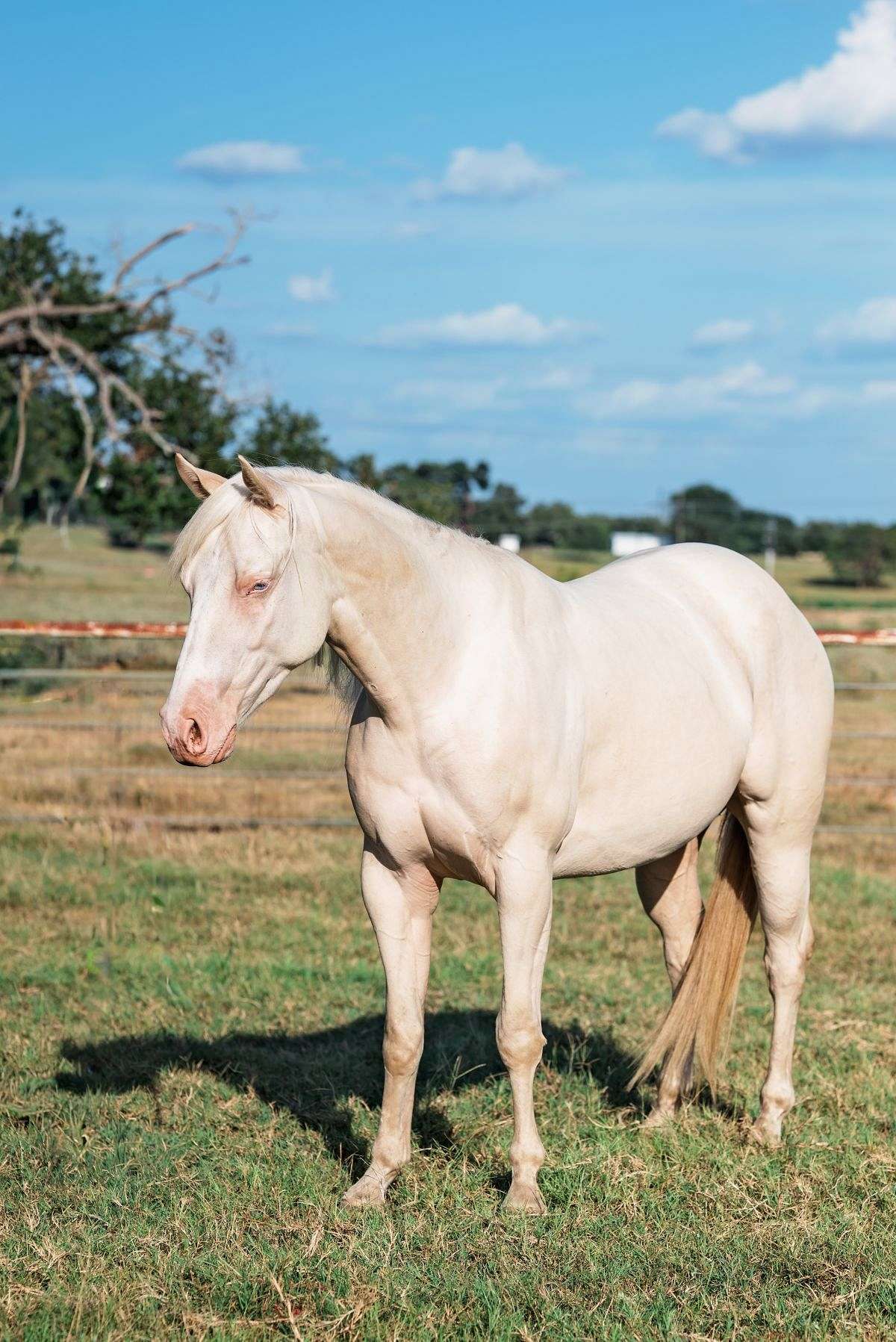 Stunning Ranch Partner 3 Yr Old Cremello Quarter Horse Gelding!