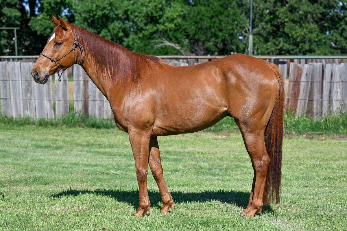 Exceptional Ranch and Barrel 10 Yr Old Sorrel AQHA Gelding!