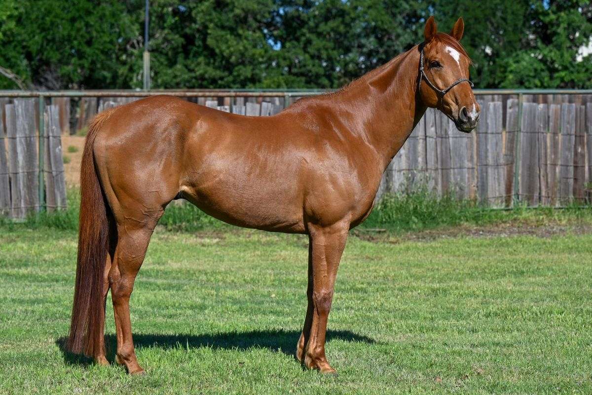 Exceptional Ranch and Barrel 10 Yr Old Sorrel AQHA Gelding!
