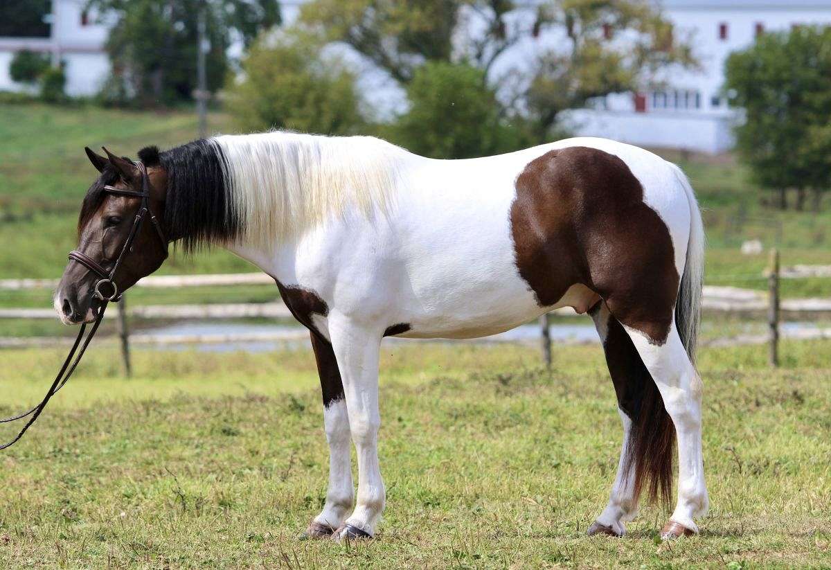 Handsome Solid Versatile 4 Yr Old Draft Paint Cross Gelding!