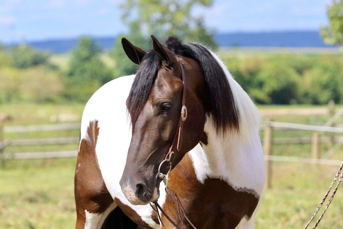 Handsome Solid Versatile 4 Yr Old Draft Paint Cross Gelding!