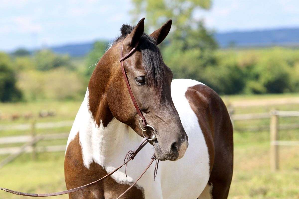 Handsome Solid Versatile 4 Yr Old Draft Paint Cross Gelding!