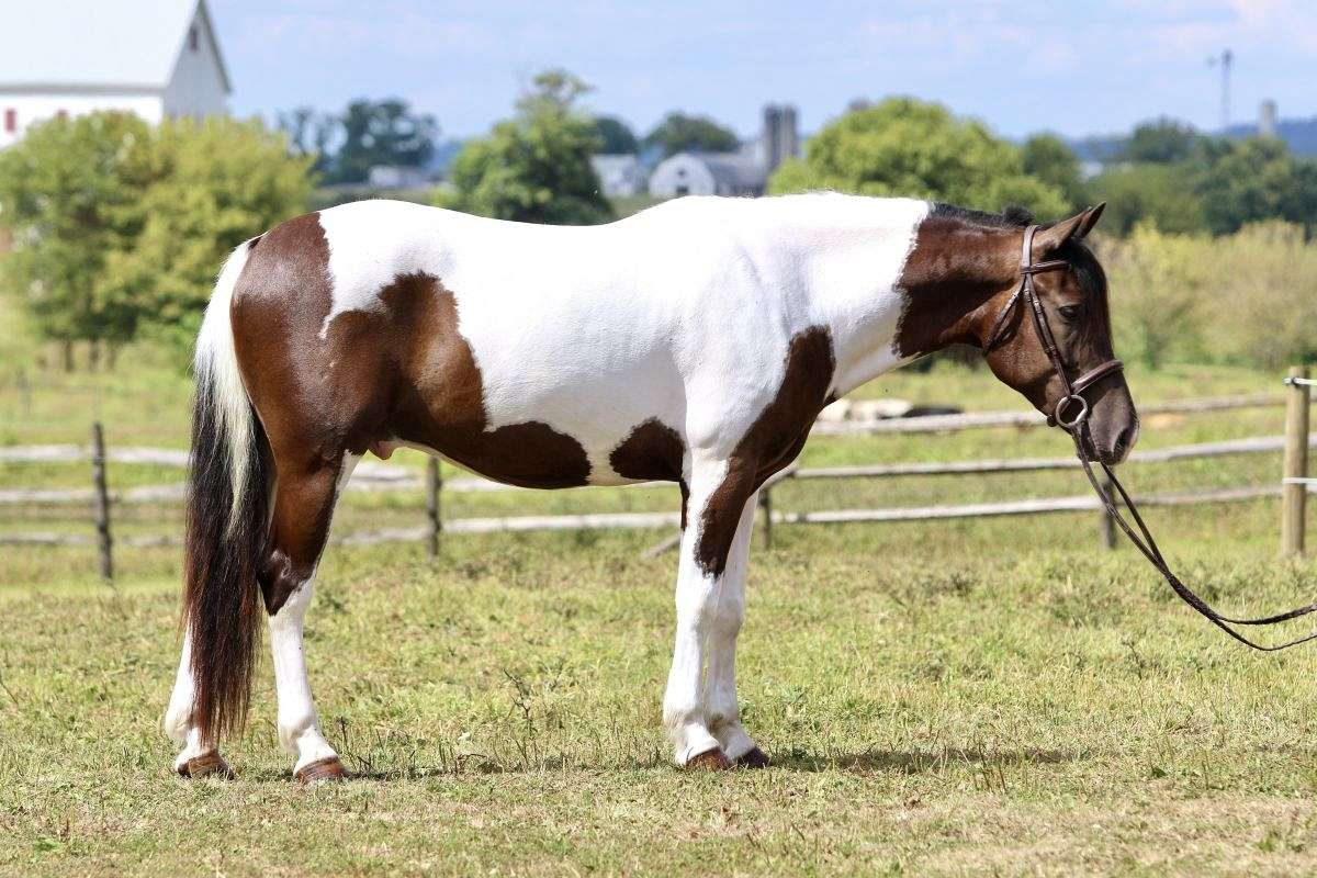 Handsome Solid Versatile 4 Yr Old Draft Paint Cross Gelding!