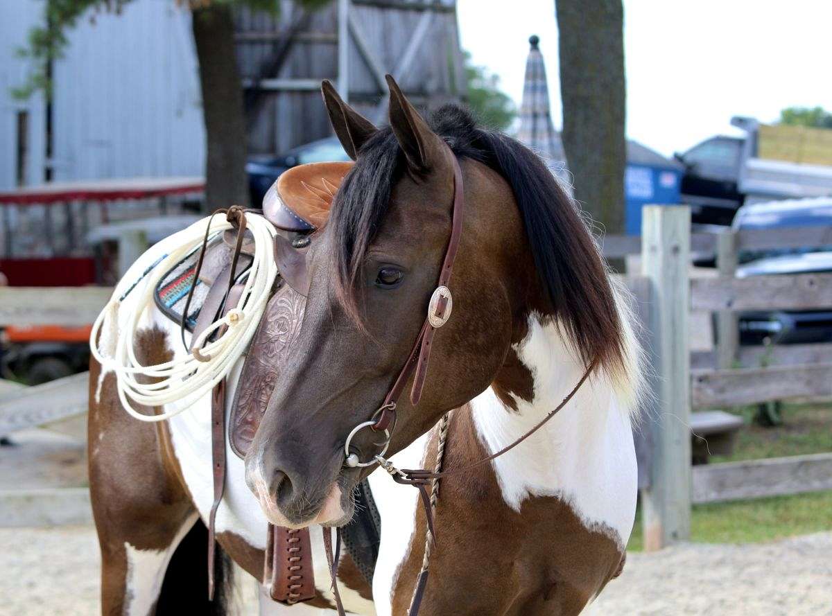 Handsome Solid Versatile 4 Yr Old Draft Paint Cross Gelding!