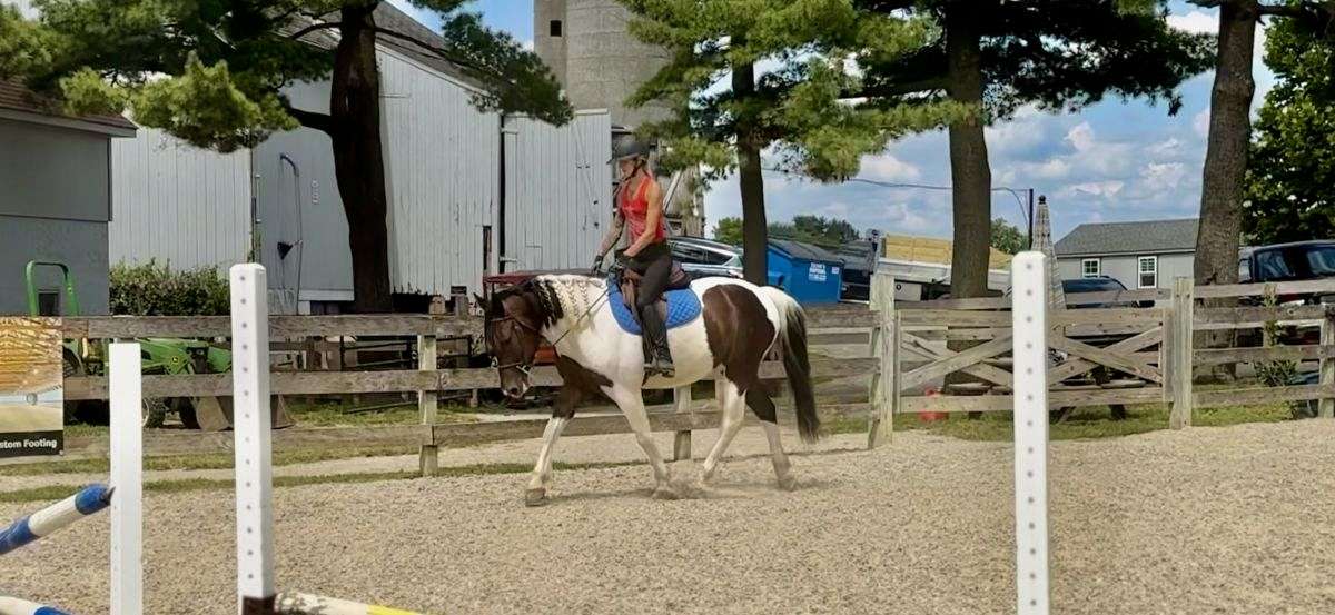 Handsome Solid Versatile 4 Yr Old Draft Paint Cross Gelding!