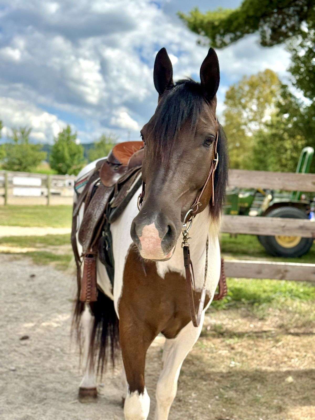 Handsome Solid Versatile 4 Yr Old Draft Paint Cross Gelding!