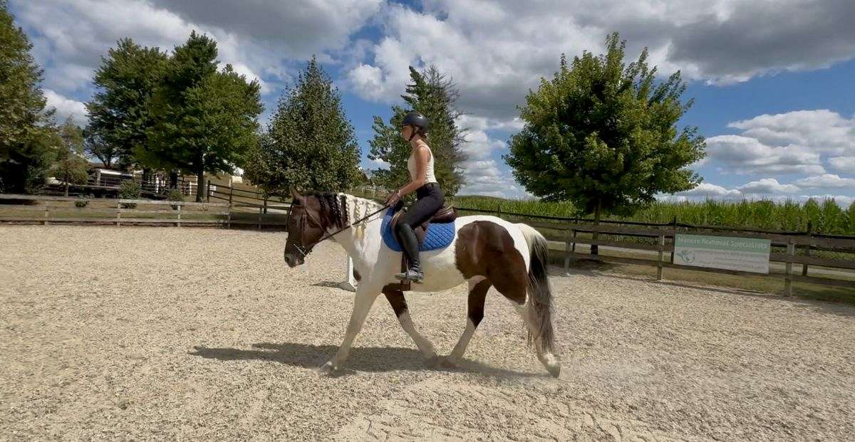 Handsome Solid Versatile 4 Yr Old Draft Paint Cross Gelding!