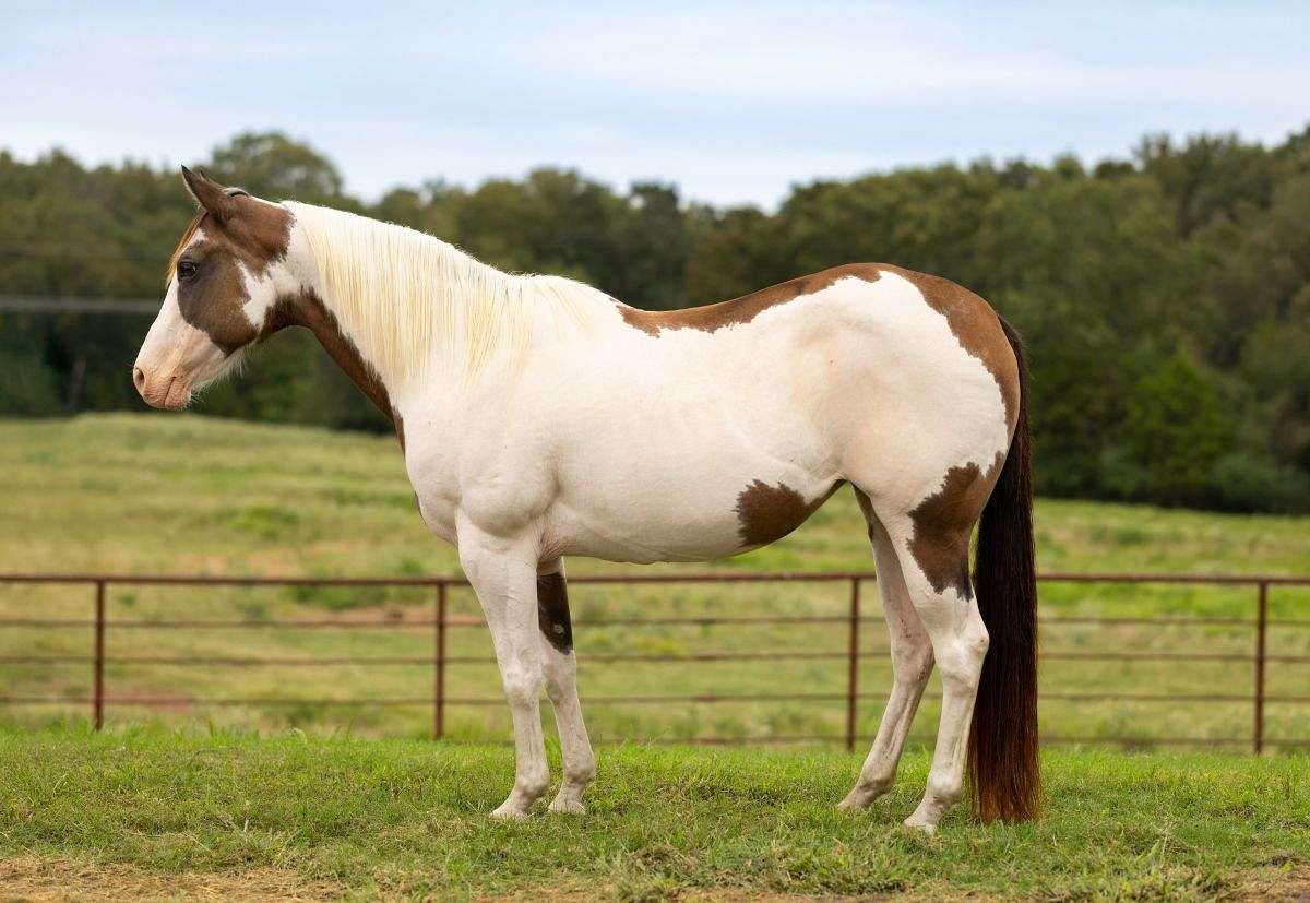 Beautiful Trail Horse Deluxe 12 Yr Old Quarter Horse Paint Cross Mare!
