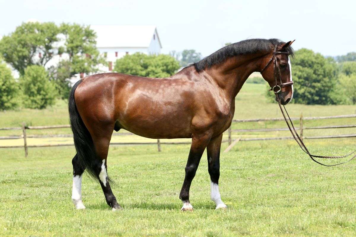 Charming Athletic 13 Yr Old Bay Dutch Harness Horse Gelding!