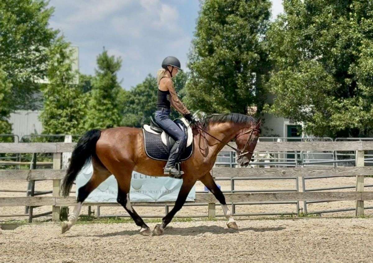 Charming Athletic 13 Yr Old Bay Dutch Harness Horse Gelding!