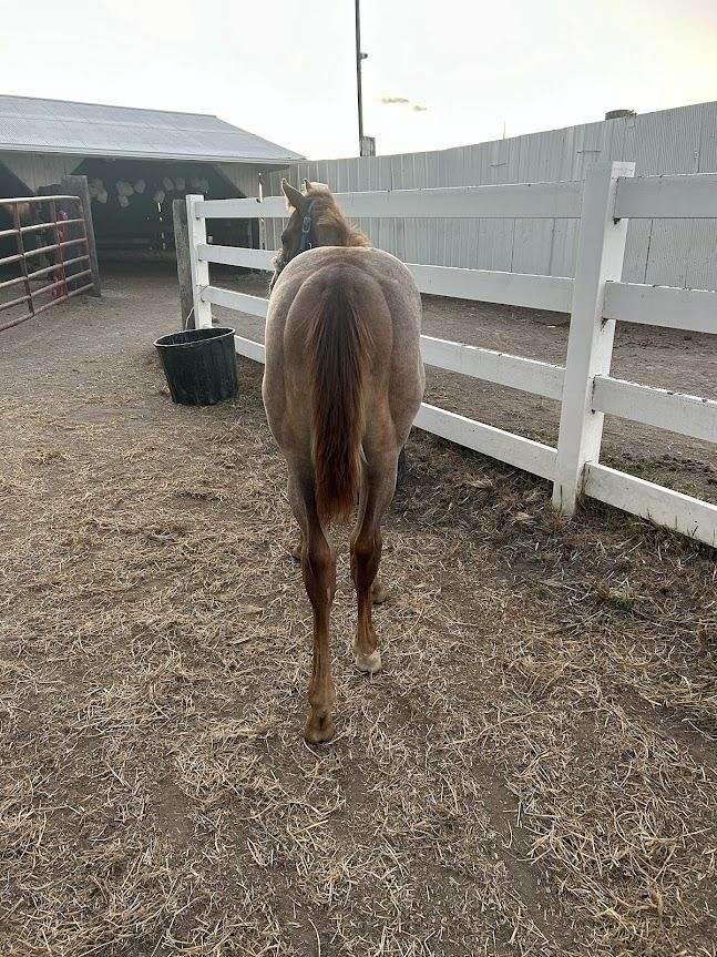 Versatile AQHA Red Roan Stud Colt- Built