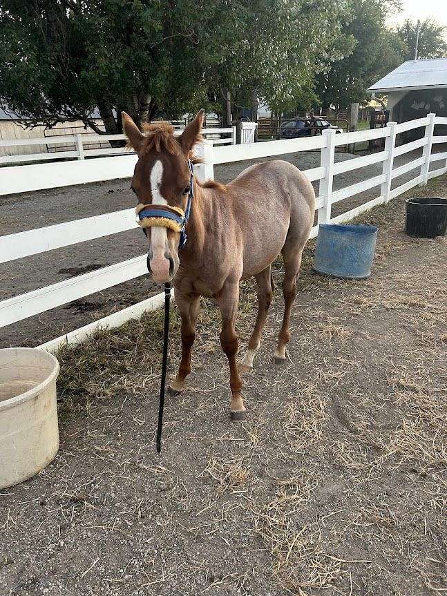 Versatile AQHA Red Roan Stud Colt- Built