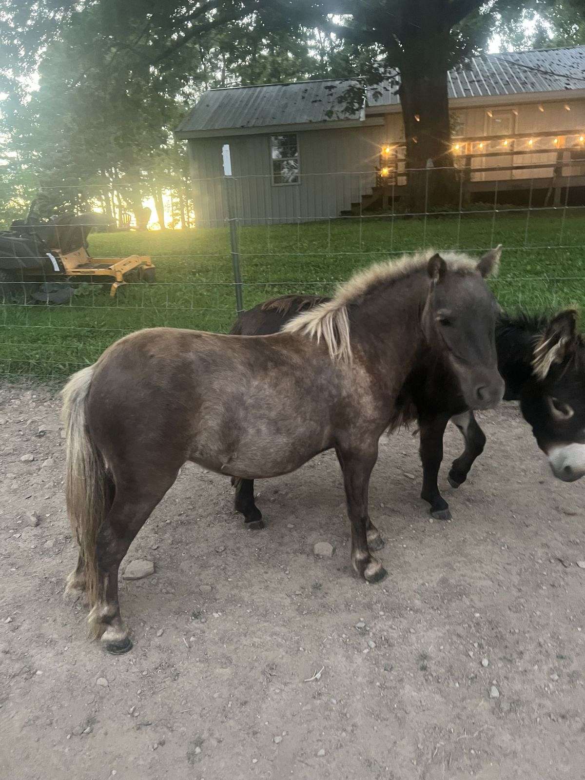 Mini Mare Horse