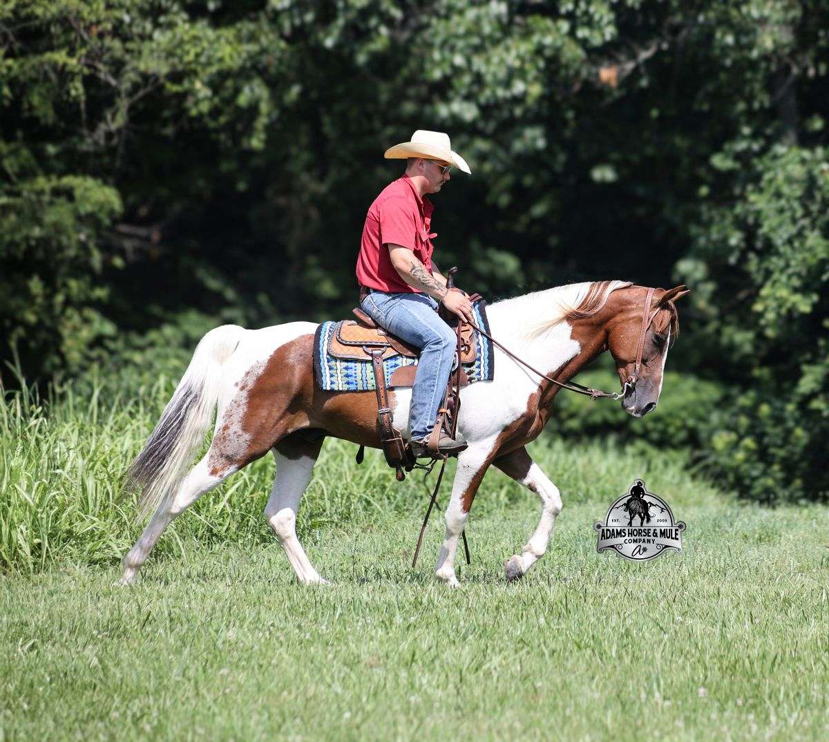 Family Safe, Smooth Gaited, Nice Lope, Trail Horse Deluxe!