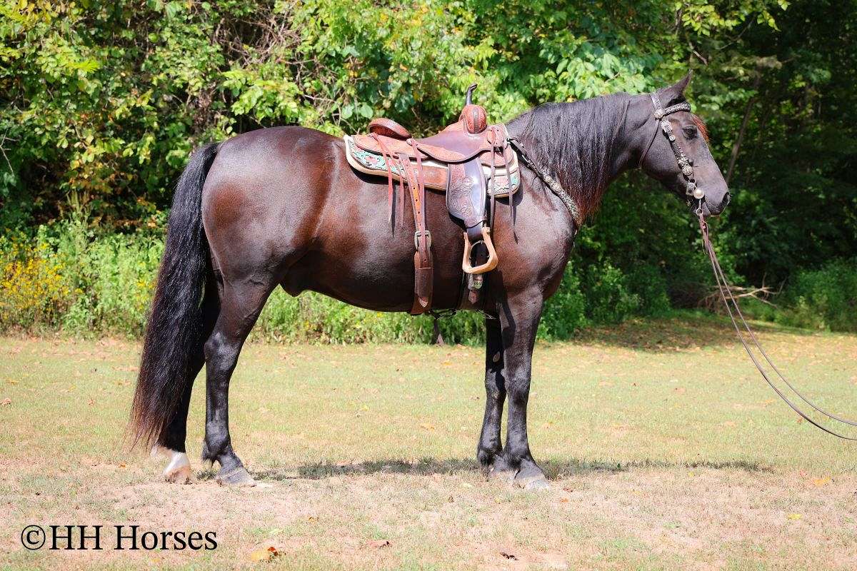 Gentle, Stout Made Percheron Quarter Horse Crossbred Gelding, Ride & Drive