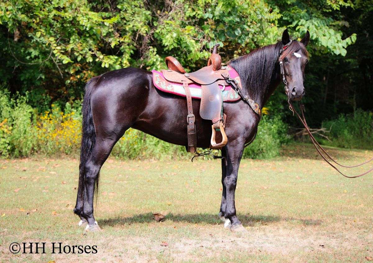 Super Cool, Suave, Intelligent Black Morgan Mare, Rides and Drives
