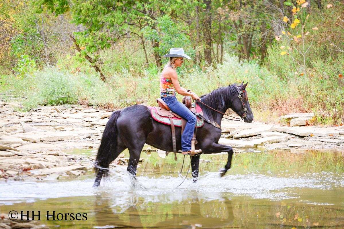 Super Cool, Suave, Intelligent Black Morgan Mare, Rides and Drives