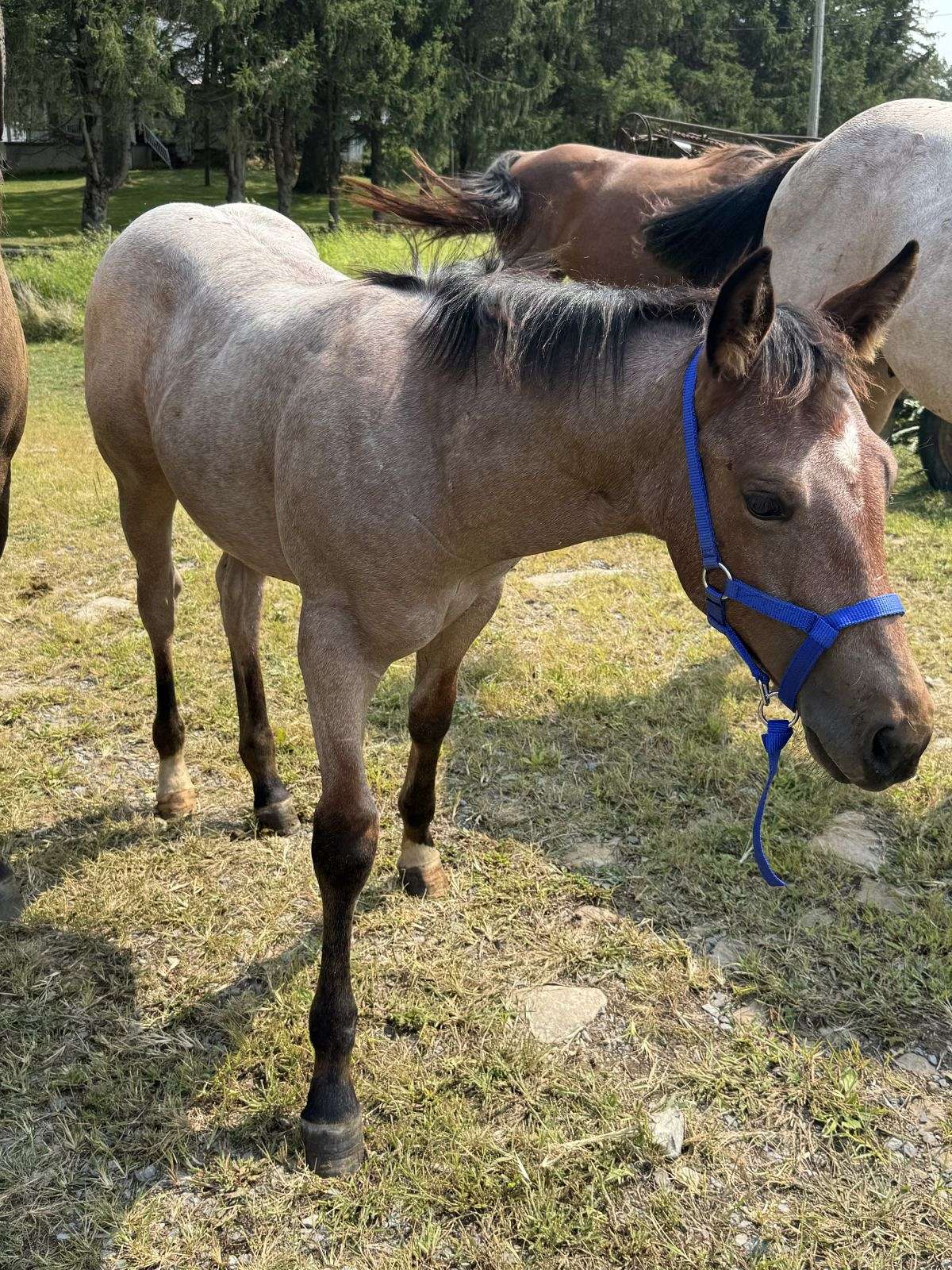 AQHA Bay Roan Filly