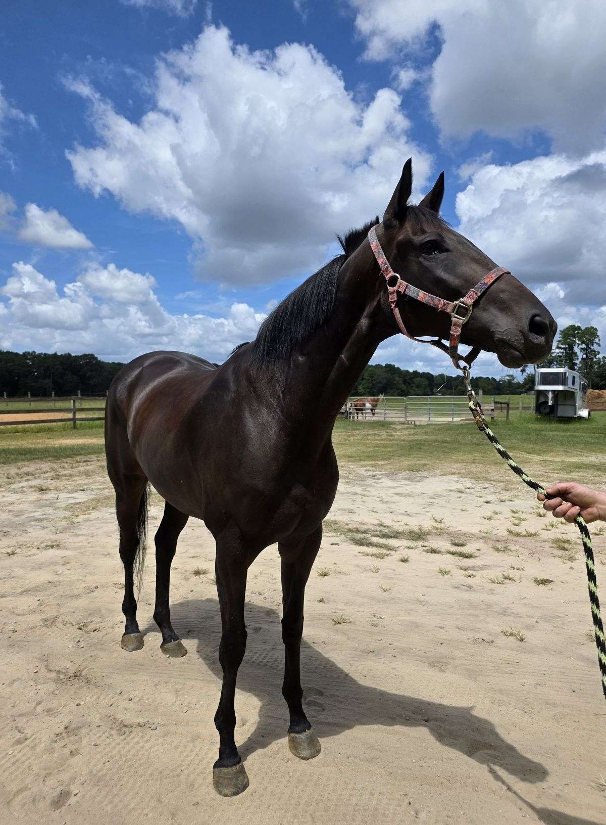 6yo Thoroughbred Mare- 16.1hh