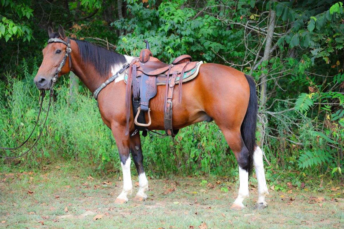 Flashy, Fun, Responsive, and Well Broke Bay and White Tobiano Paint Gelding