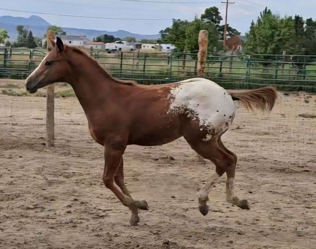 Beautiful Blanket Appaloosa Colt