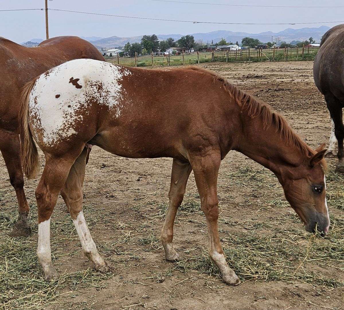Beautiful Blanket Appaloosa Colt