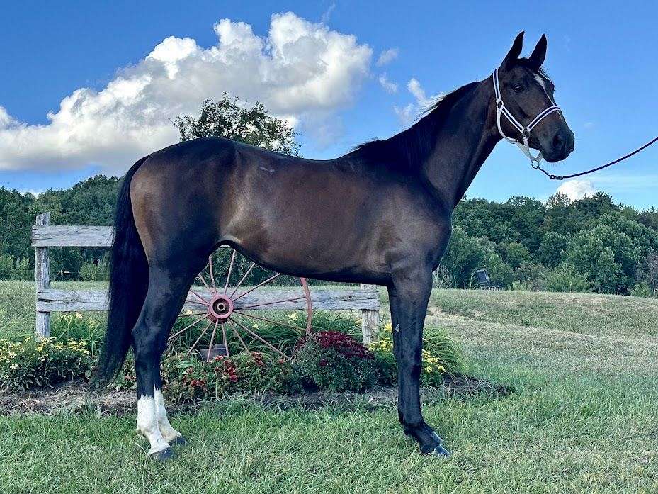 Miss Ann - Standardbred X Saddlebred Mare