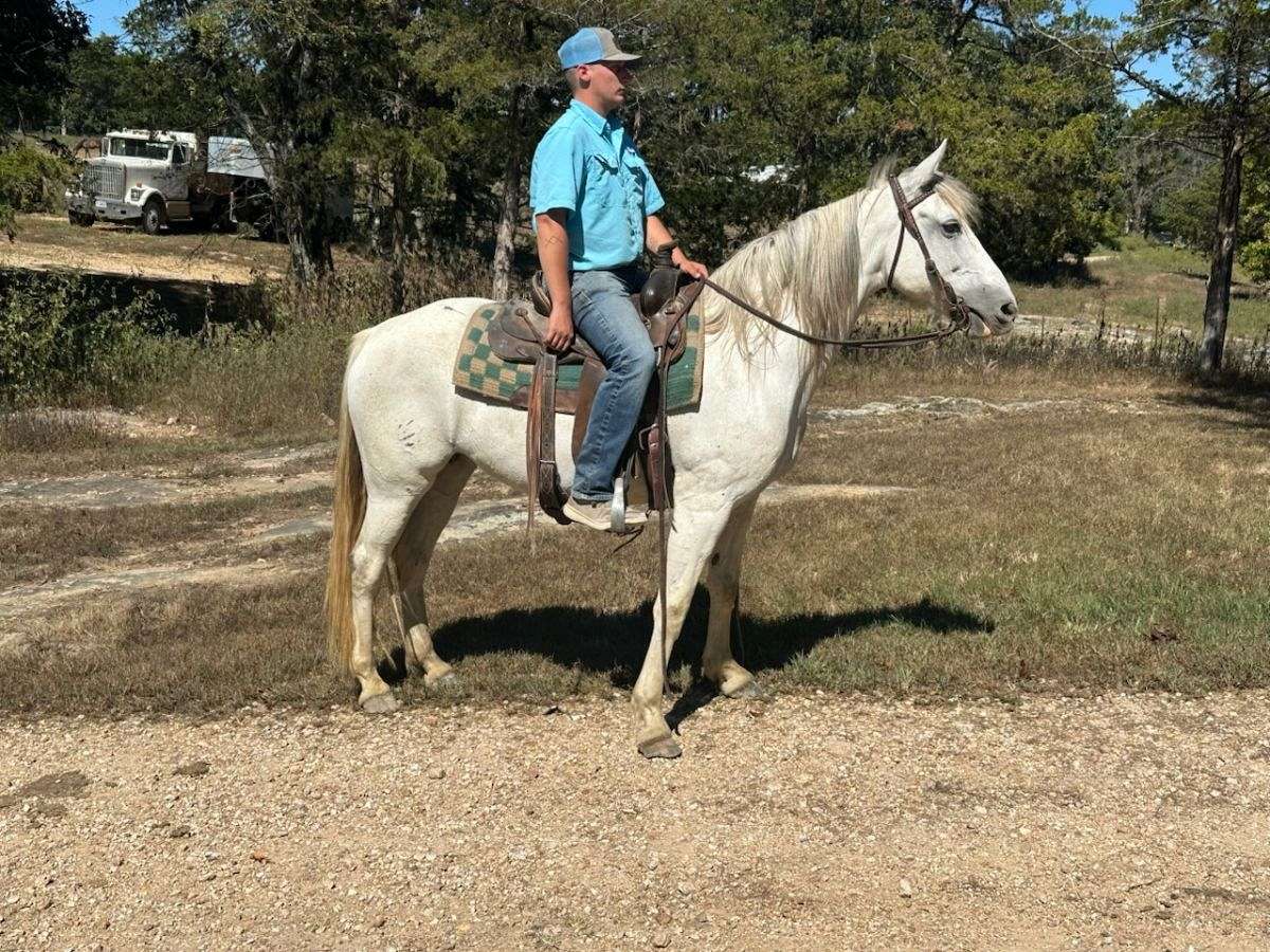 Fox Trotter Mare Broke to Ride - Lacey
