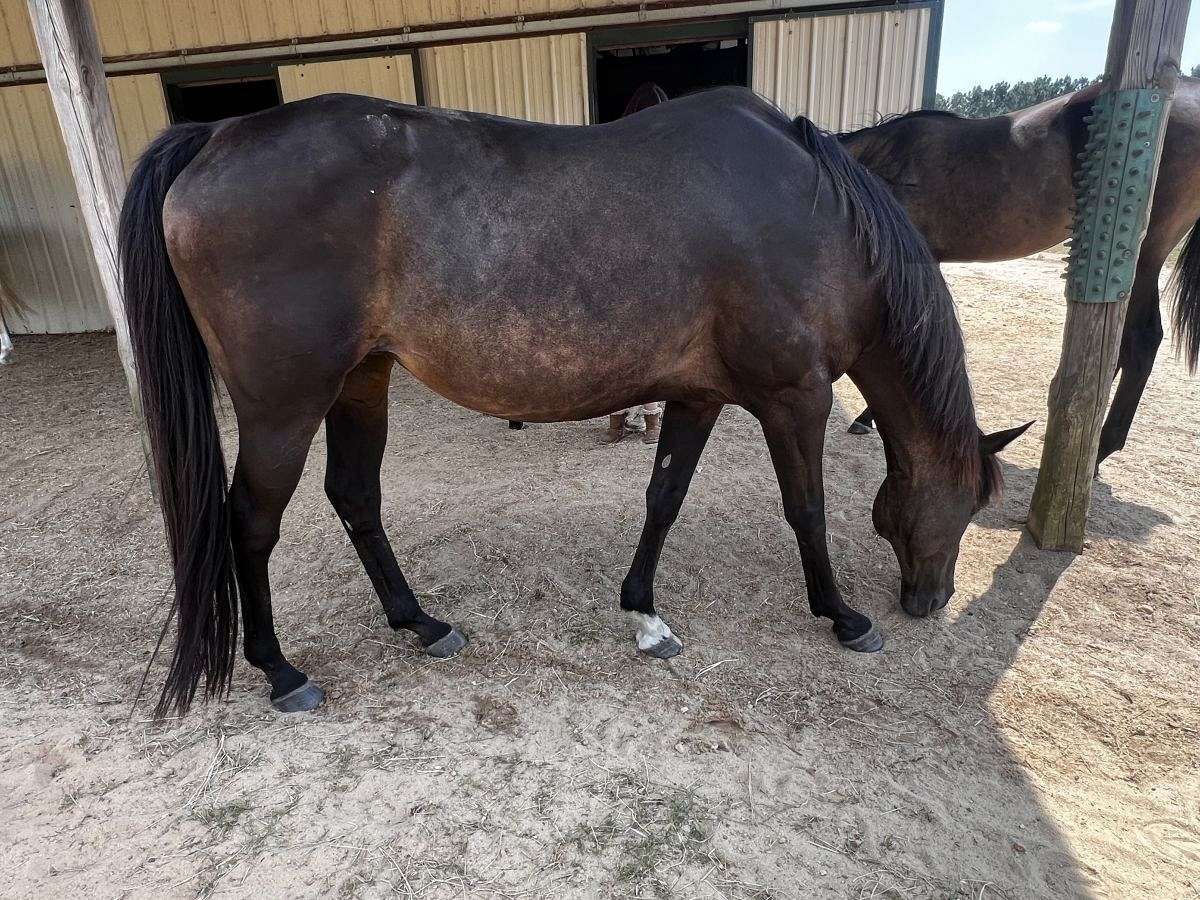 Hayley, Appendix Mare