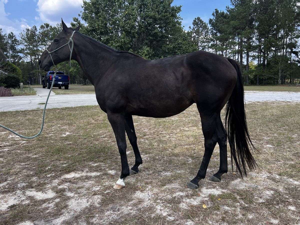 Hayley, Appendix Mare