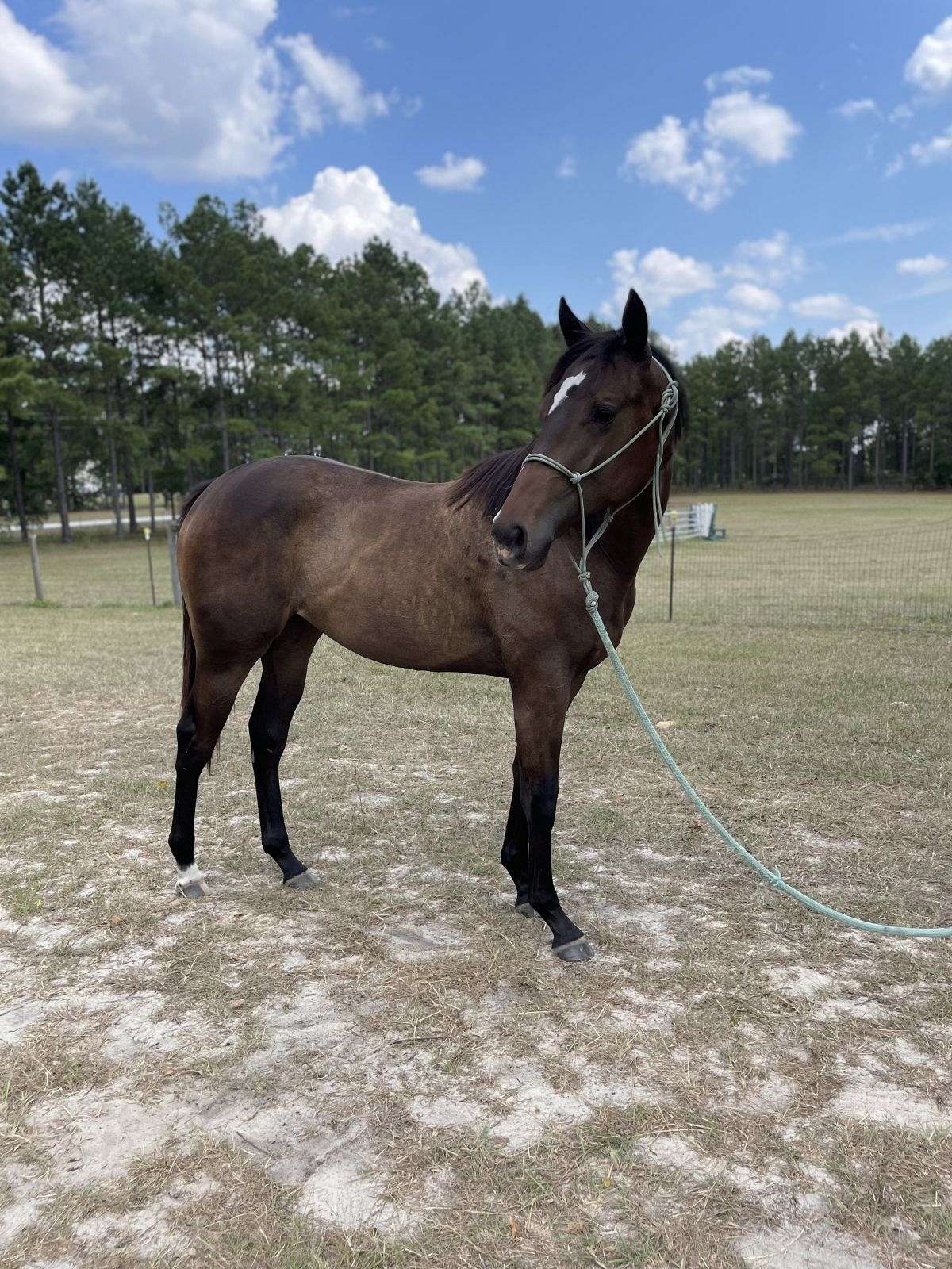 Aqhr Yearling Filly