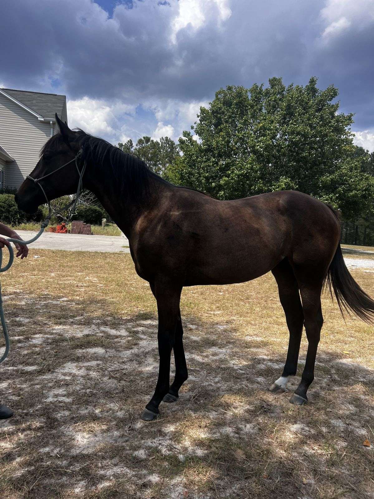 Aqhr Yearling Filly