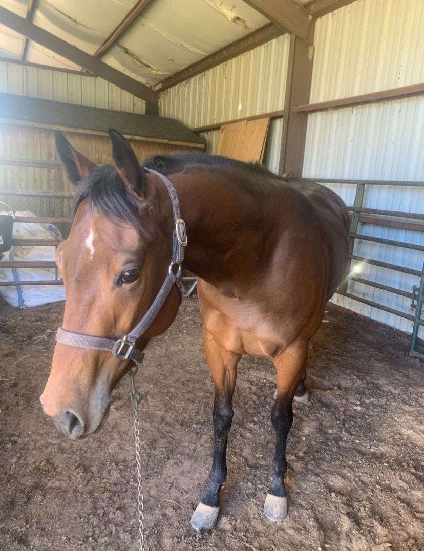 4 Yr Old AQHA Reg Mare