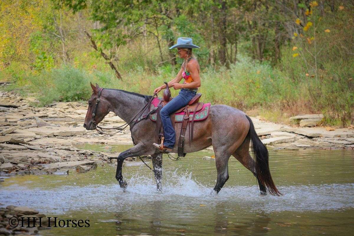 Gentle AQHA Registered Bay Roan Mare, Quiet Natured, Rides Nice