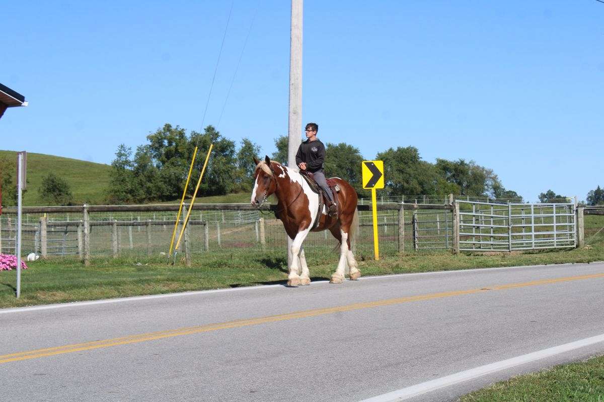 Beautiful Spotted Draft Gelding