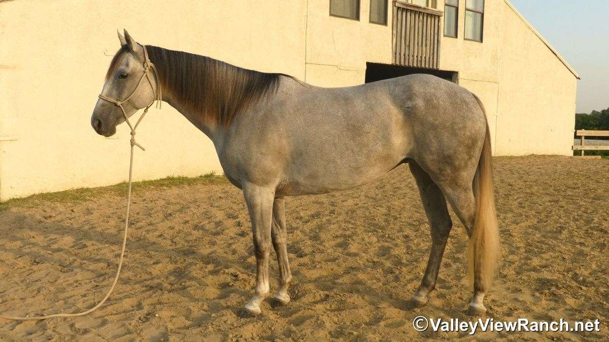 Idbartendnhollywood Aka Laney ~15.1, 2020, Grey, AQHA, Mare