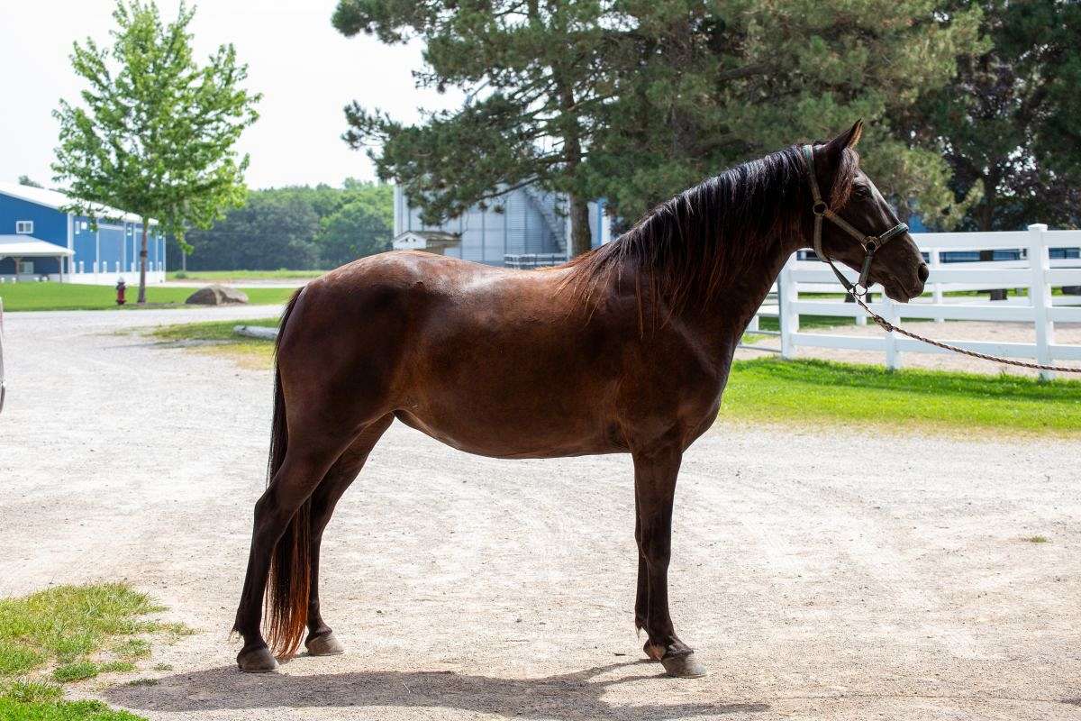 Legacy's Bella 2012 Black TWH Mare