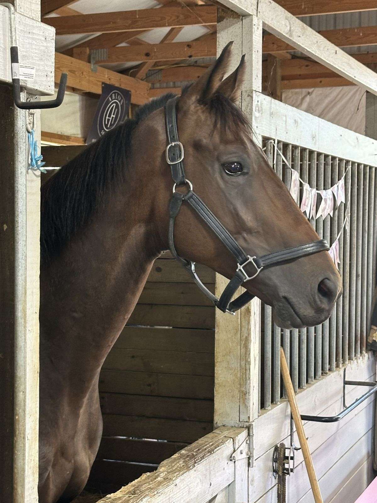 Well Bred 16.3hh OTTB