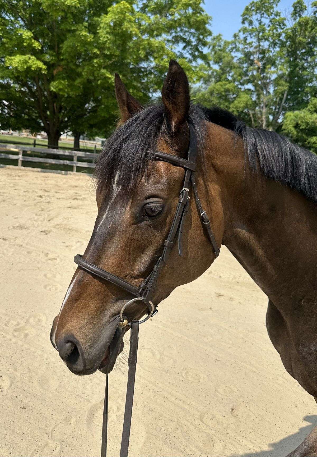 Excellent Moving 16.3hh 5yo